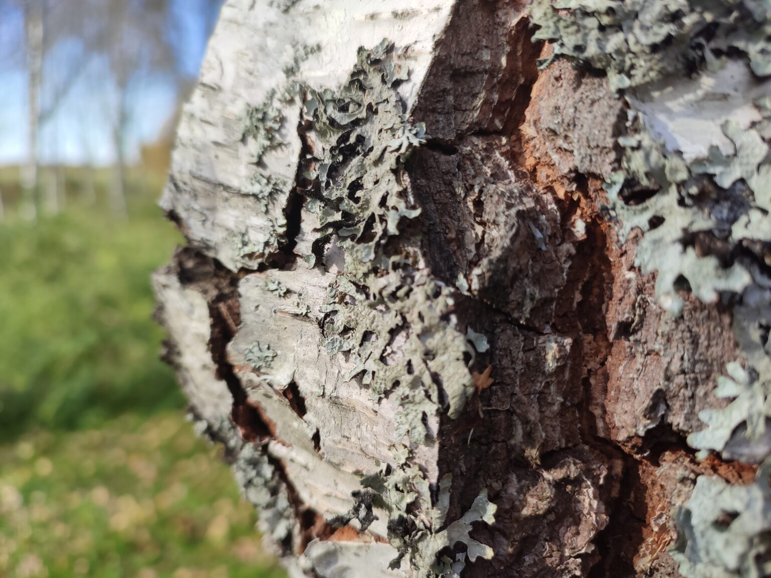 Burl Wood - FAQ, prices and types prized tree burls | Warenoff